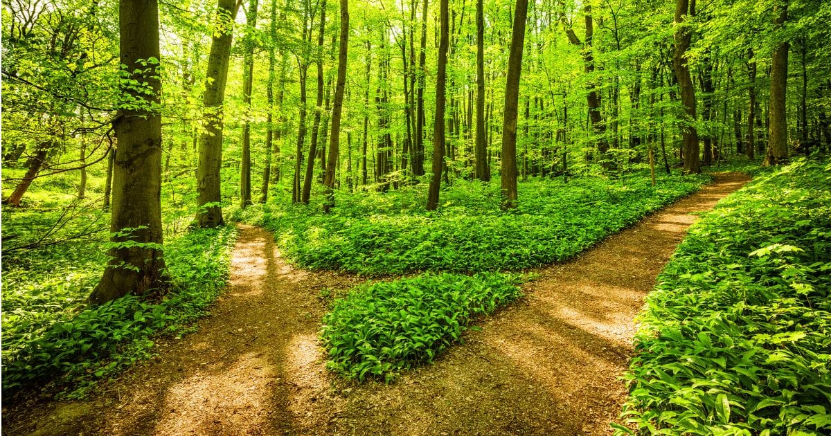 Pathways | Cheryl Marlene